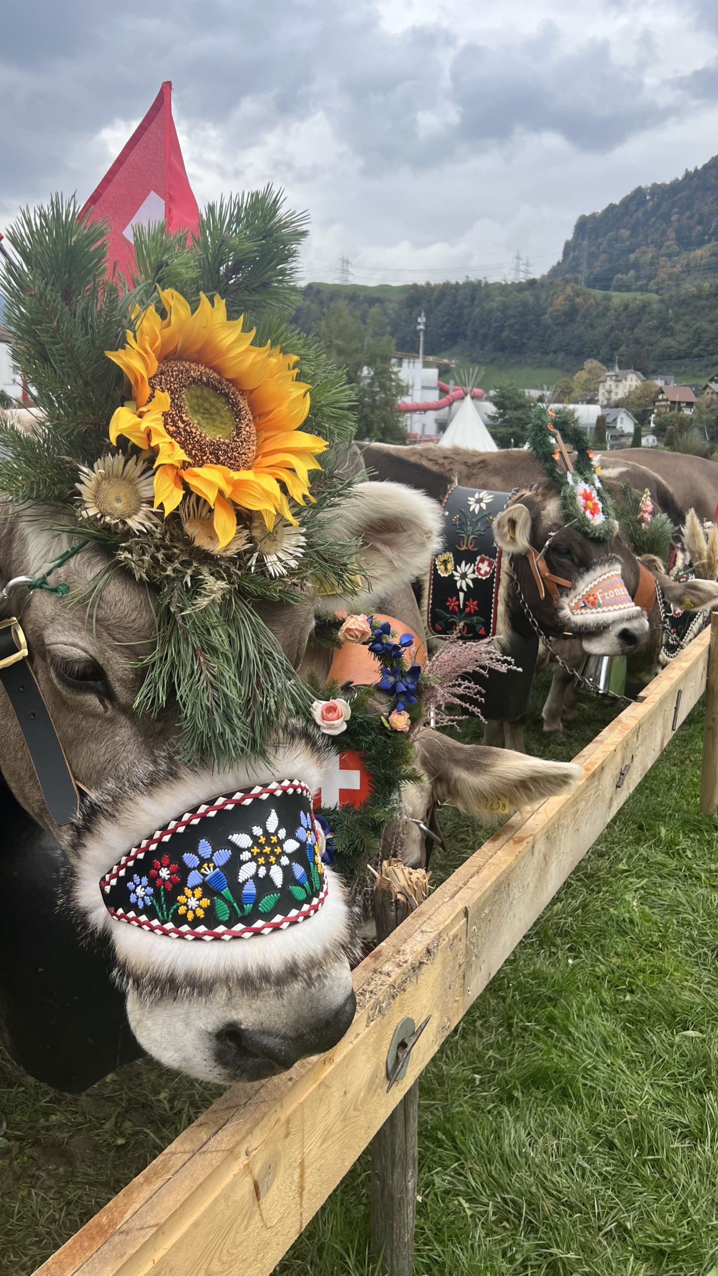 Autumn market and cattle parade Morschach • Stoos