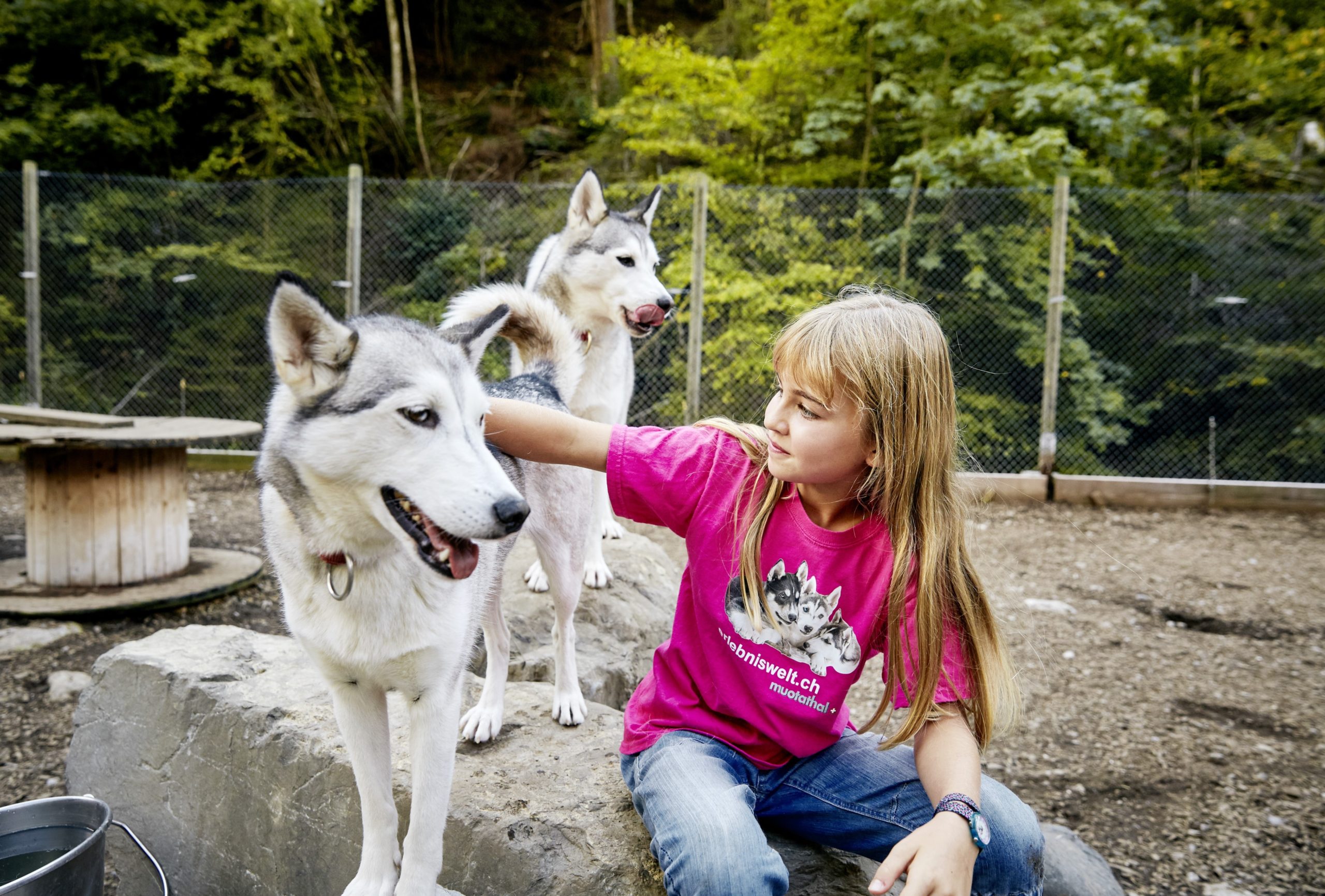 Husky-Dream • Stoos